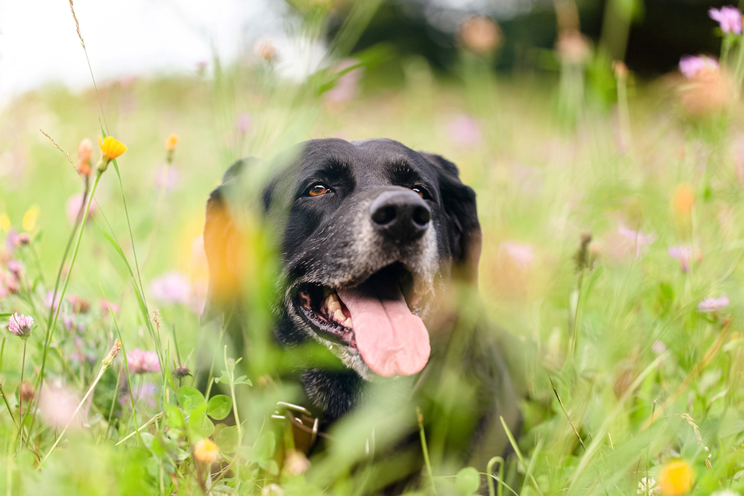 Liver Problems in Dogs | Causes, Symptoms & Treatments