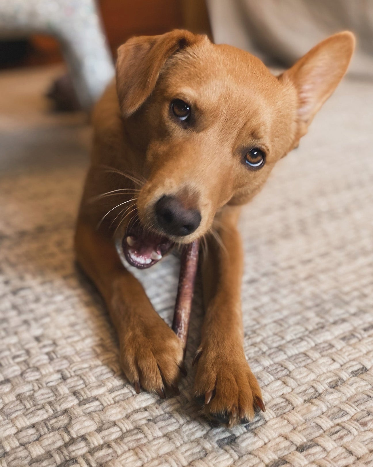 Fish for Dogs | Premium fish based food & treats for Dogs