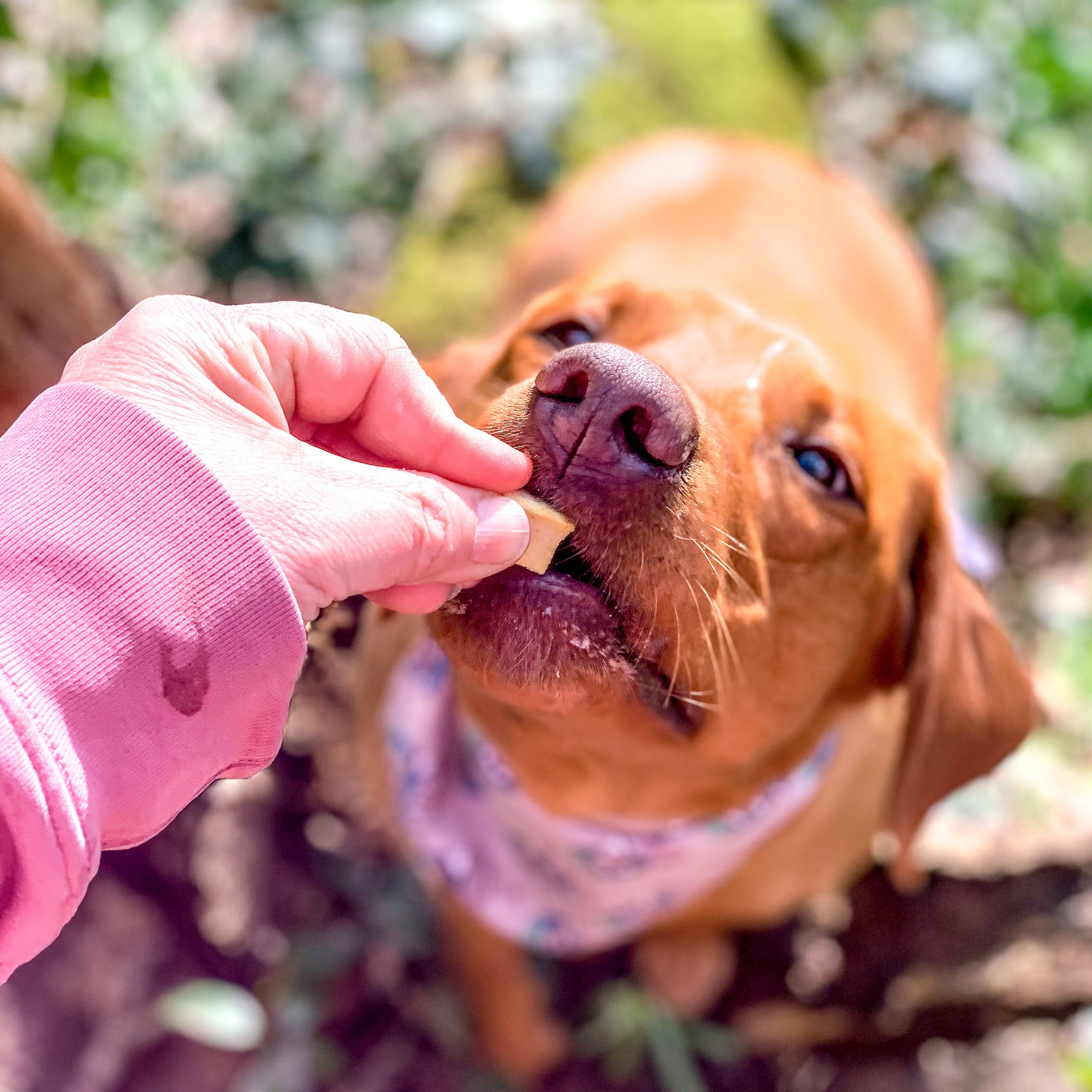 Luxury White Fish Cubes