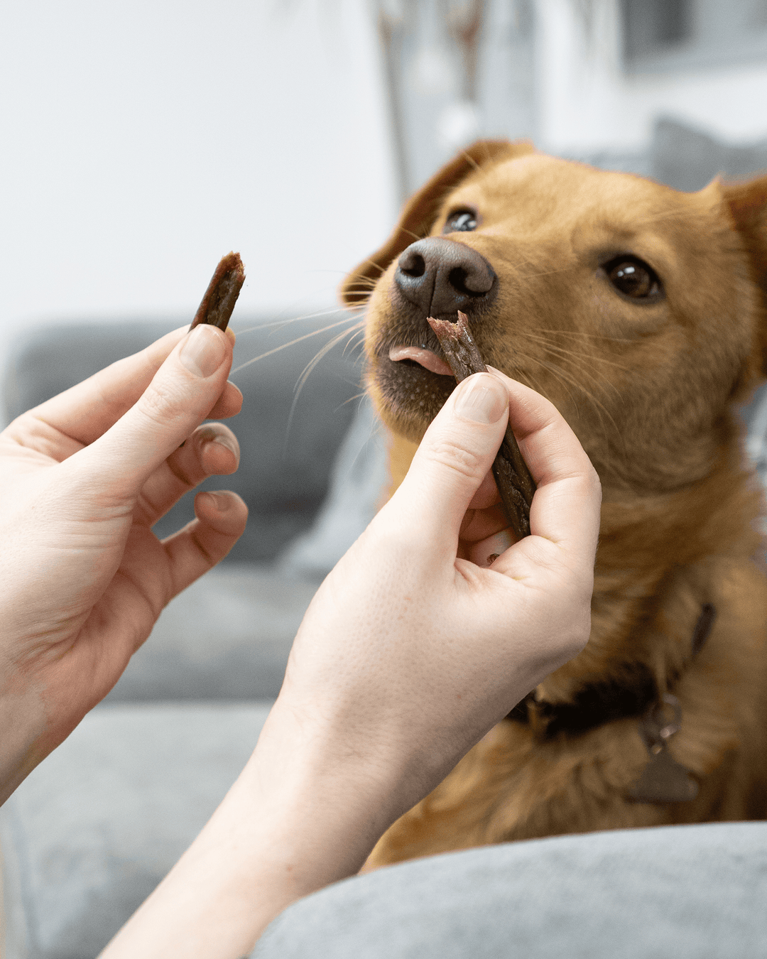 Salmon Sticks | Salmon Meat Sticks for Dogs